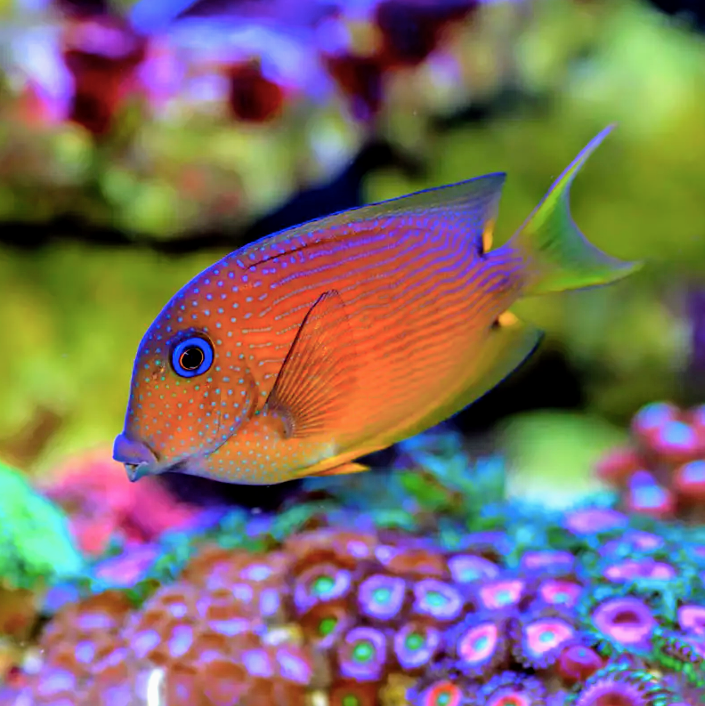 Blue Eye Tang - Fiji – Warehouse Aquatics