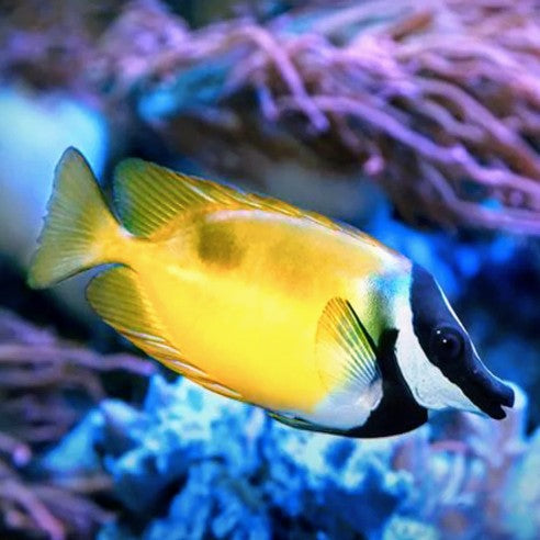 Fox Face – Warehouse Aquatics