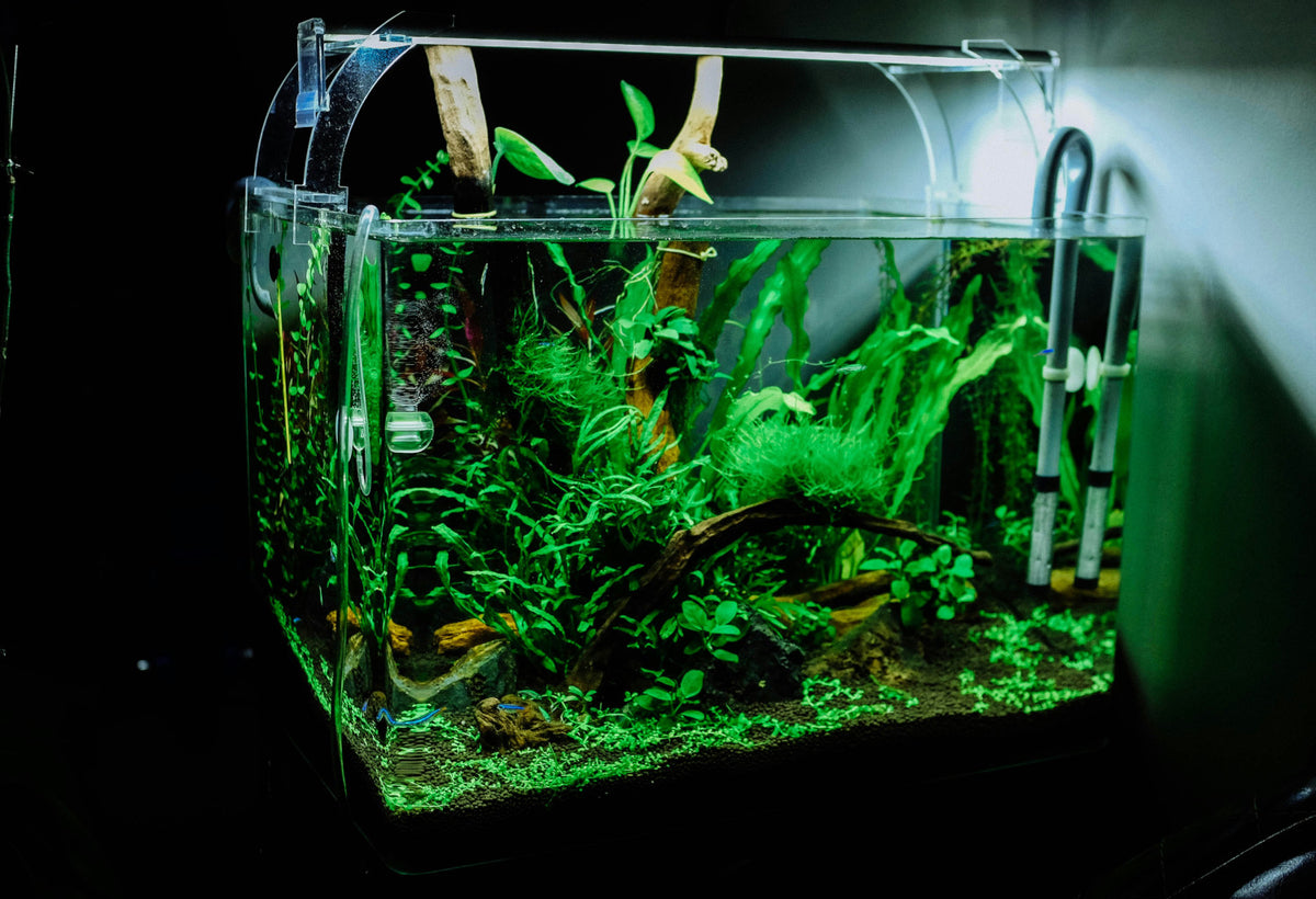 Warehouse Aquatics | Aquatic & Pond Supplies at the best prices