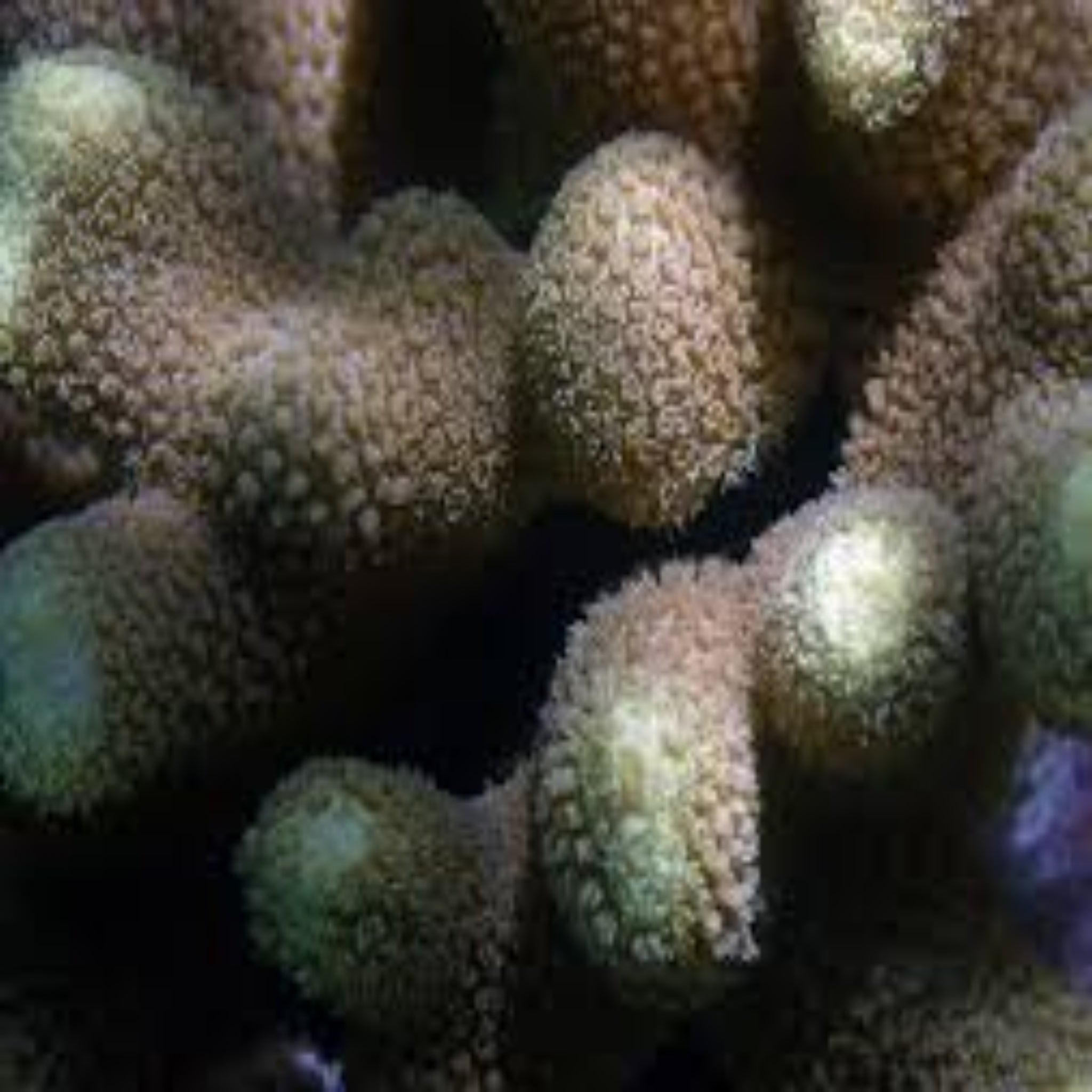 Blue Porites Colony – Warehouse Aquatics